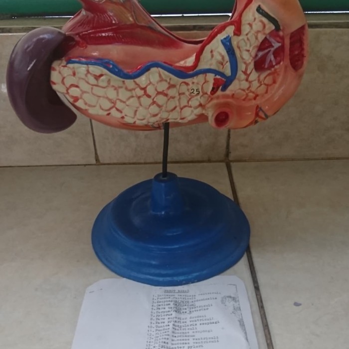 Jual Alat Peraga Pendidikan Model Anatomi Lambung /Perut Besar | Shopee ...