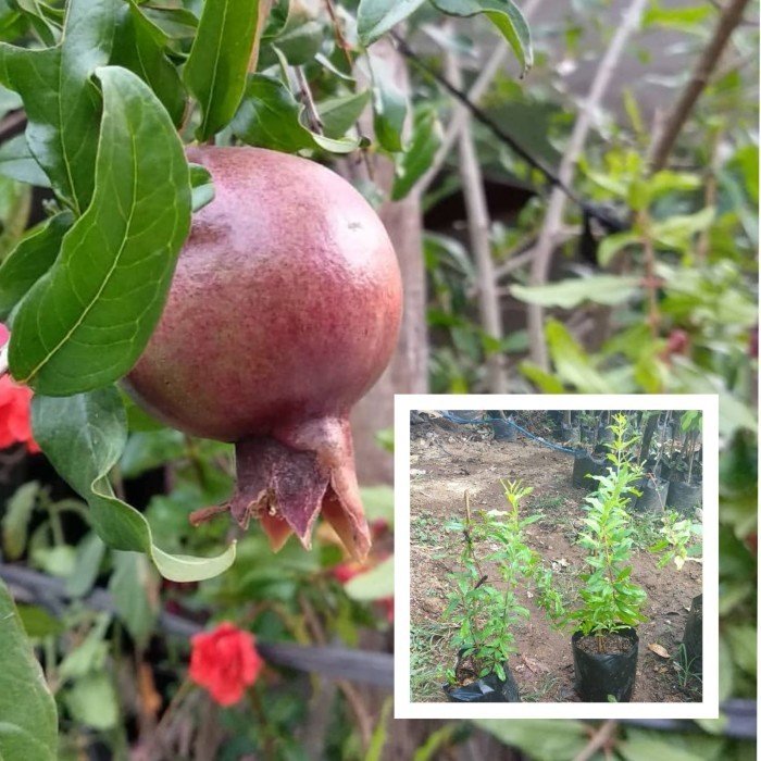 Jual Bibit Tanaman Buah Delima Spanyol Biji Lunak - RED RUBY TOPP ...