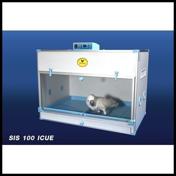 Jual Brooder Black Chick Sis 100 Icue Import Thailand | Shopee Indonesia