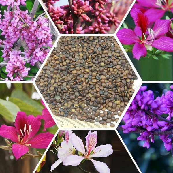 Jual Seed Entrepreneur Bibit Benih Bunga Bauhinia Kupu Kupu Mix - 10 ...
