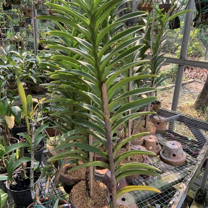 Jual Vanda Mokara Orchid Tanaman Hias Dewasa | Shopee Indonesia