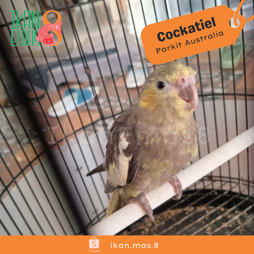 Jual Burung Falk | Parkit Australia | kakatua mini | Shopee Indonesia