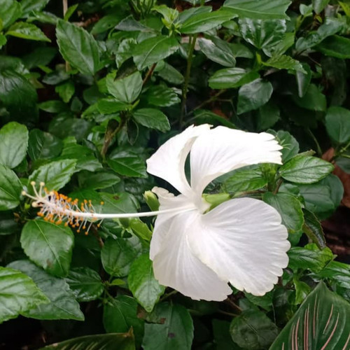 Jual Online Seeds Daun Bunga Sepatu Herbal Segar - 50 Lembar | Shopee ...