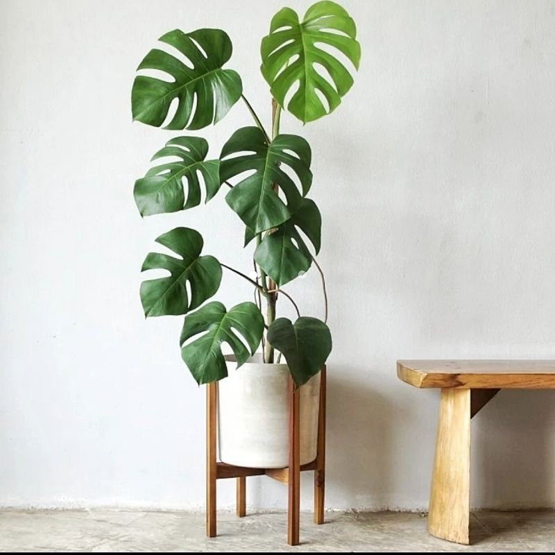 Jual MONSTERA + Pot Concrete 28 JATI Standing | Pot Bunga dan Tanaman ...