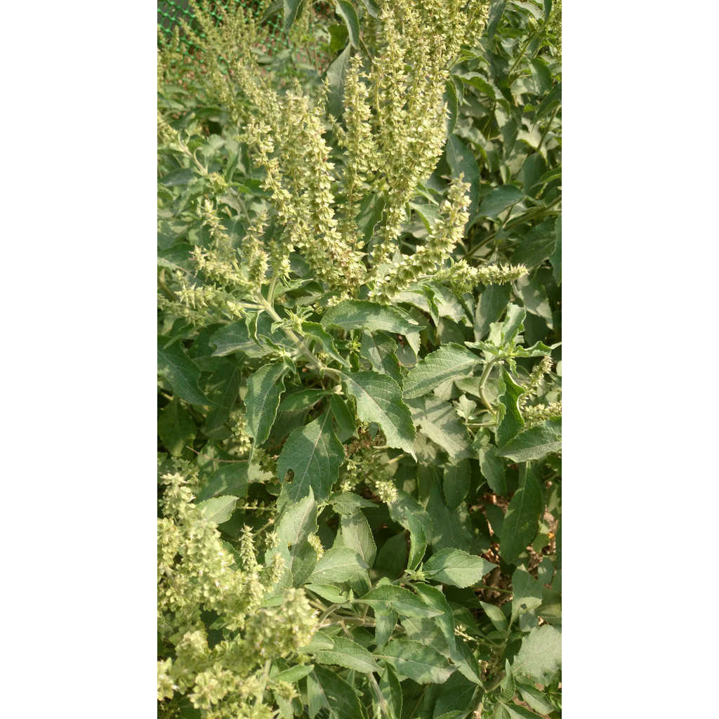 Jual Seed Center Daun Ruku Ruku Herbal Segar (200 Lembar) | Shopee ...