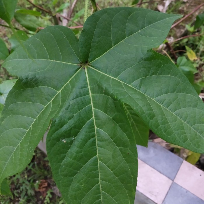 Jual Seed Center Daun Kapas Herbal Kering (5 Lembar) | Shopee Indonesia