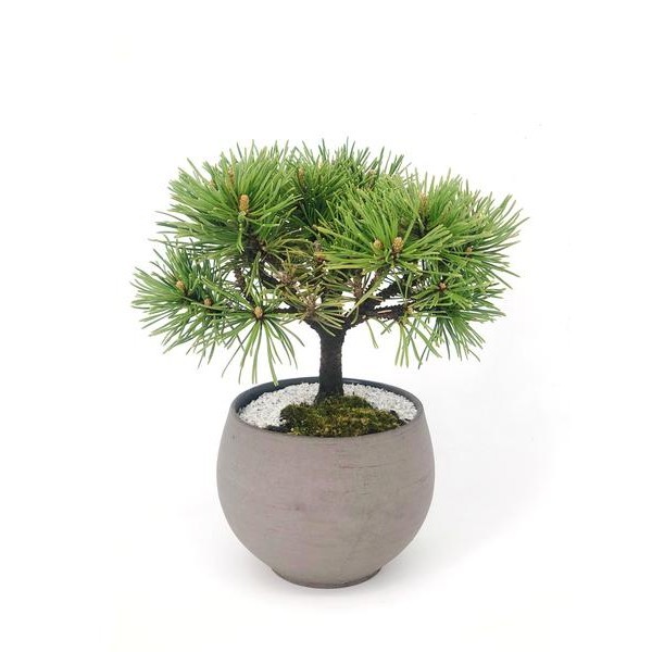 Jual Seed Center Bibit Benih Pinus Kerdil (1 Seeds) | Shopee Indonesia