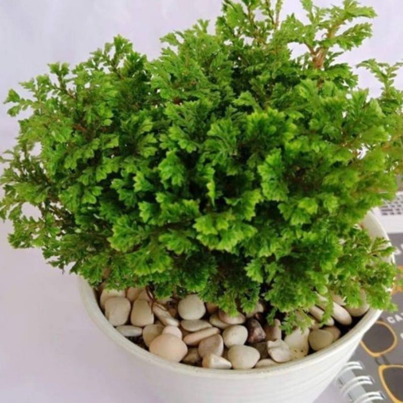 Jual Lumut Ambon tanaman paludarium / rumput Papua / selaginella apoda ...