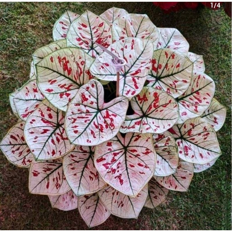 Jual Tanaman Hias Keladi Rassberymooon Bunga Hias Keladi Caladium ...