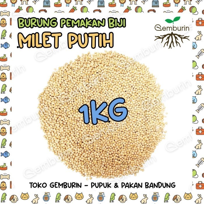 Jual Biji Milet Putih Pakan Pokok Burung Pemakan Biji REPACK Curah 1 Kg ...