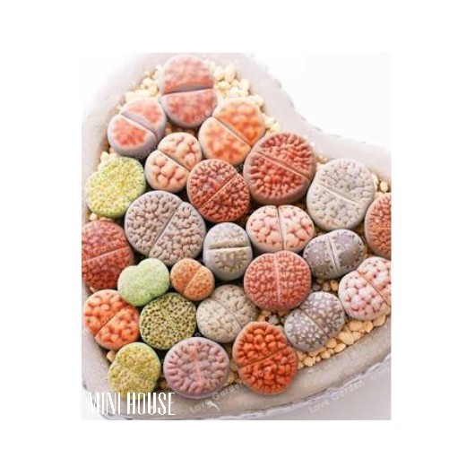 Jual BIJI / BENIH / BIBIT KAKTUS SUCCULENT IMPORT ISI -+15 SEED ...