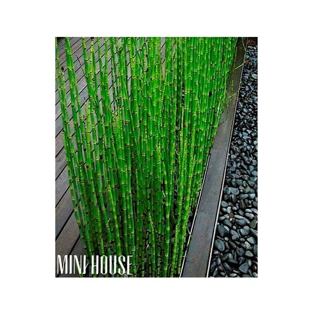 Jual Biji bibit benih bambu air | Shopee Indonesia