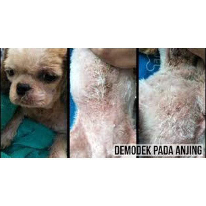 Jual Cq37 Obat Scabies Kucing Kudis Demodex Anjing Anti Parasit ...