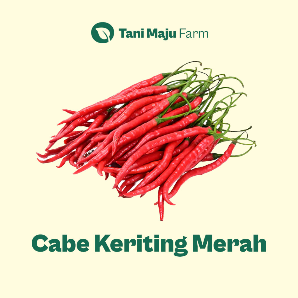 Jual Cabe Keriting Merah Lombok Cabai Chili Fresh Organik (100 Gram ...