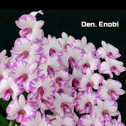 Jual anggrek Enobi bunga mekar kenop+pot angrek putih garis pink Niming ...