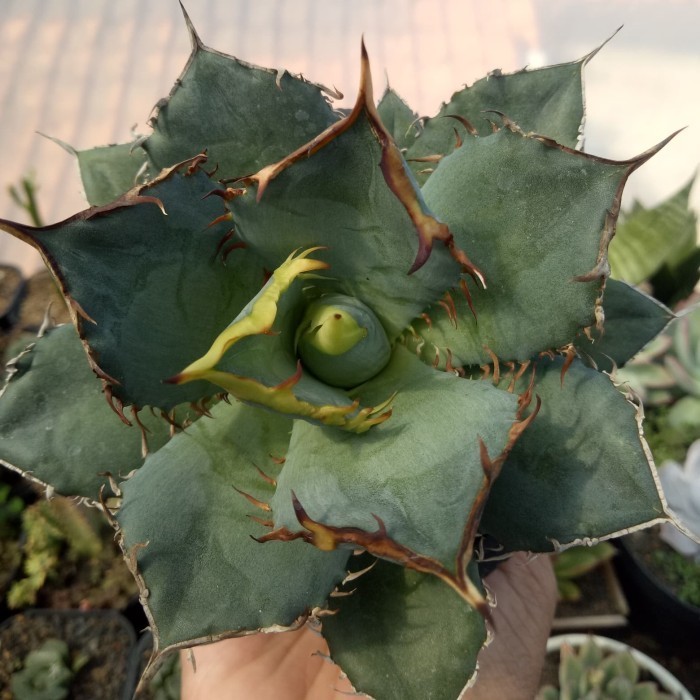 Jual Agave Titanota | Shopee Indonesia