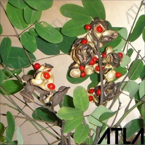 Jual New Benih Saga Merah Bibit Tanaman Biji Saga Pohon Buah Herbal ...