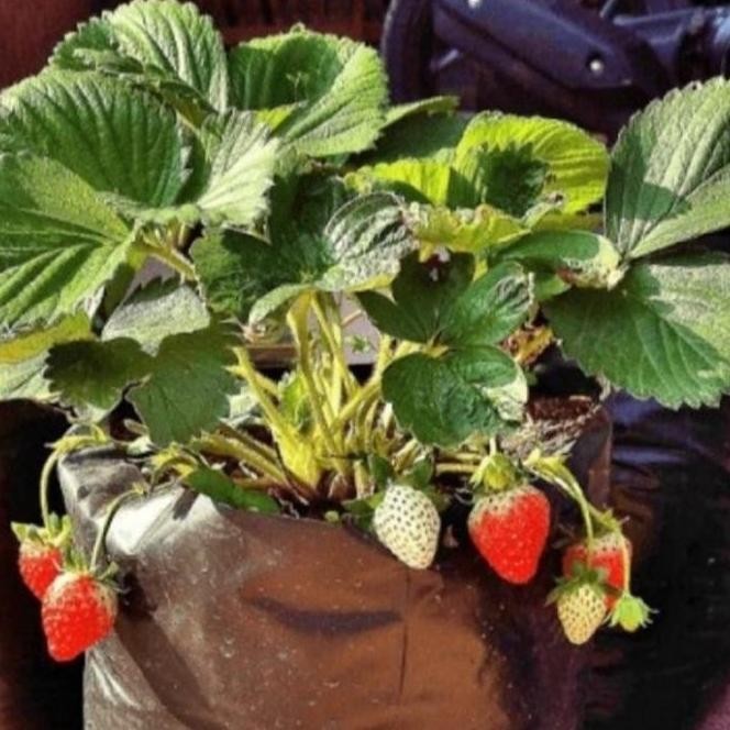Jual Obral Pohon Stawberry Bibit Tanaman Pohon Buah Strobery BB50 TOS ...