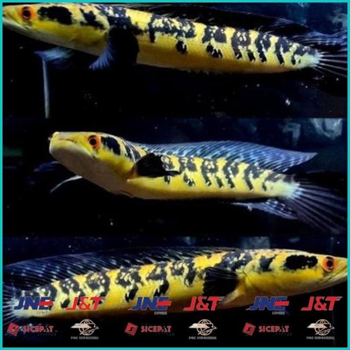 Jual BISMILLAH IKAN CHANNA MARU YELLOW SENTARUM SIZE 17-20, 14-16, 11 ...