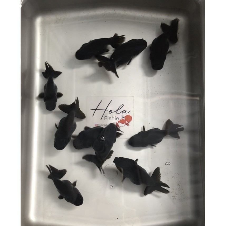 Jual Ready RANCHU HITAM RANCHU BLACK SOLID GOLDFISH / IKAN MAS KOKI ...