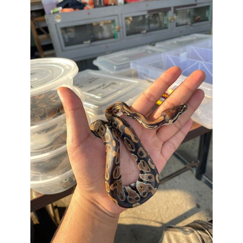 Jual Ball python Normal double het dessert ghost & pied | Shopee Indonesia