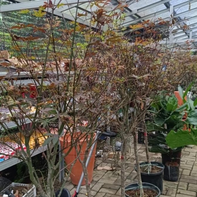 Jual Tanaman Hias Pohon Maple Size Besar Jumbo Original Maple | Shopee ...