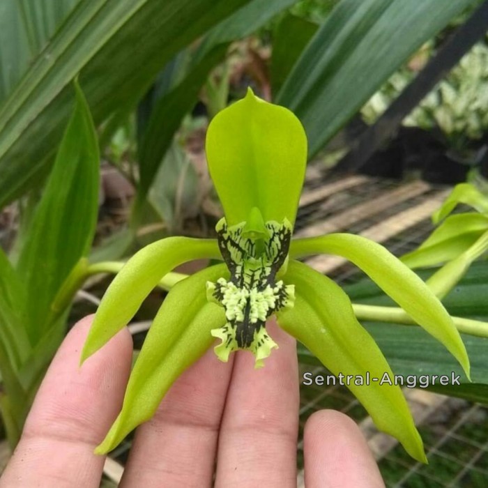 Jual Anggrek Hitam Kalimantan Pandurata Dewasa Siap Bunga Rimbun ...