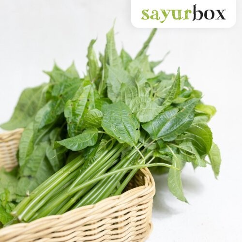 Jual Daun Pohpohan Konvensional 200 gram Sayurbox | Shopee Indonesia