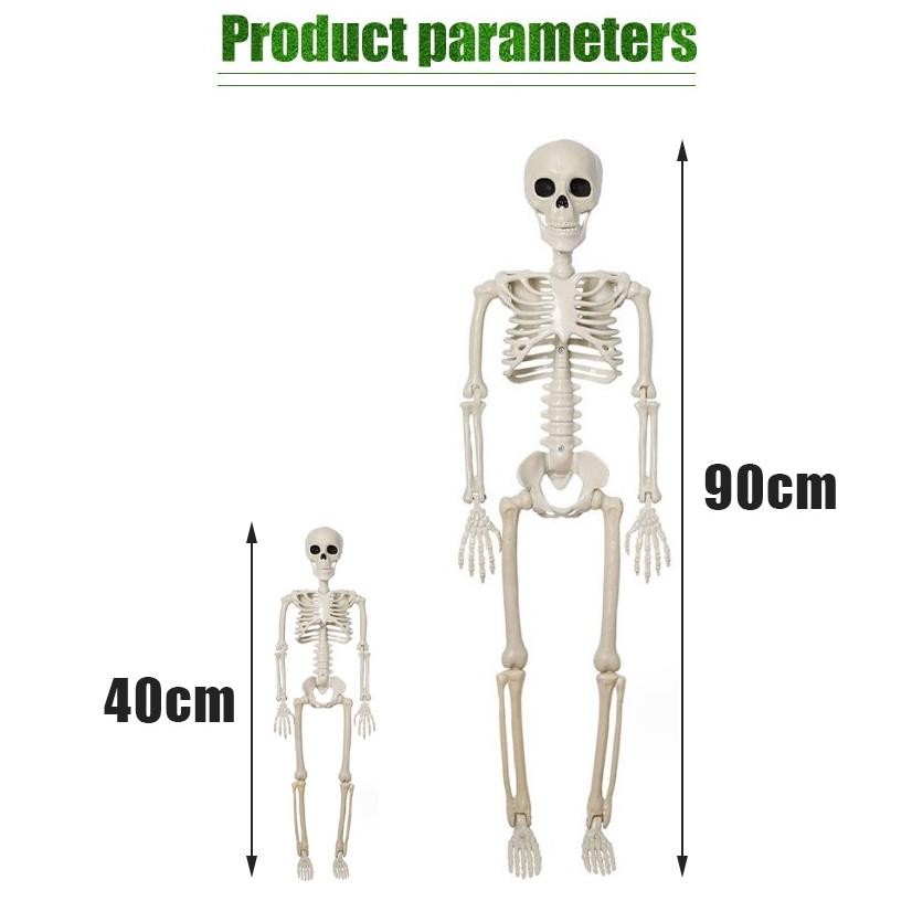 Jual Alat Laboratorium Bingkai Kerangka / Model Kerangka Manusia Torso ...