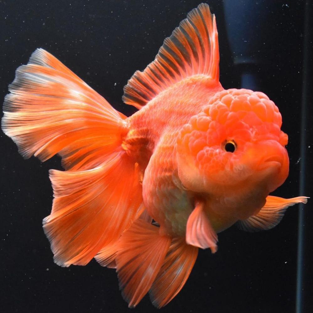 Jual Trending Ikan Hias Mas Koki Oranda Merah 9 - 11 Cm | Shopee Indonesia