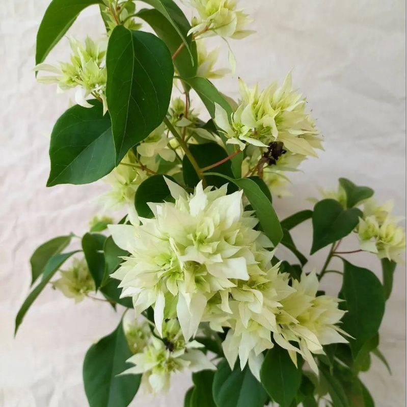 Jual Tanaman Hias Outdoor Cantik Bunga Bougenville / Bugenville / Bunga ...