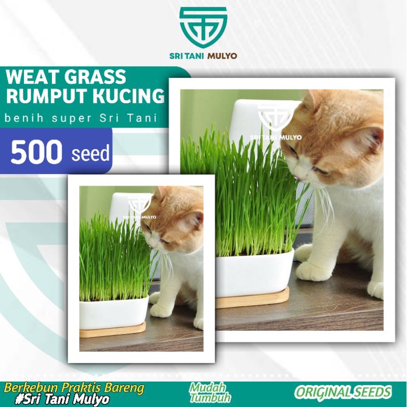 Jual 500 Benih WHEATGRASS Rumput Kucing BIBIT WHEAT GRASS MICROGREEN ...