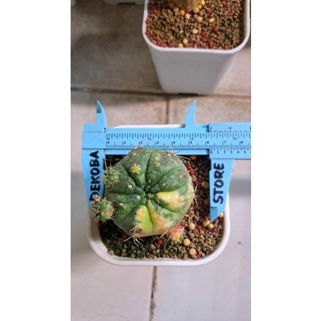 Jual Tanaman hias kaktus gymno miha Damsi variegata #A | Shopee Indonesia