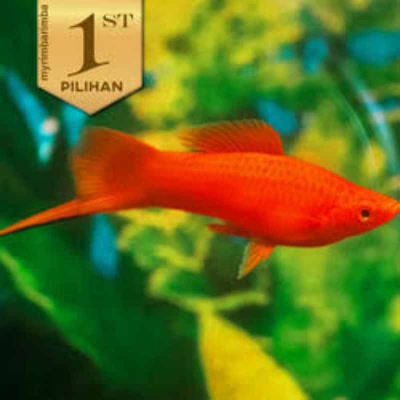 Jual ikan platy pedang merah / ikan platy red sword / ikan plati / ikan ...