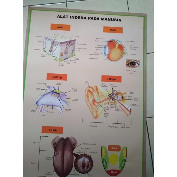 Jual Baru POSTER, GAMBAR PERAGA ANATOMI TUBUH MANUSIA, ANATOMI, POSTER ...