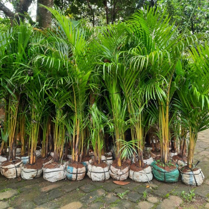 Jual Pohon Palem Kuning 2 Meter Rimbun | Shopee Indonesia