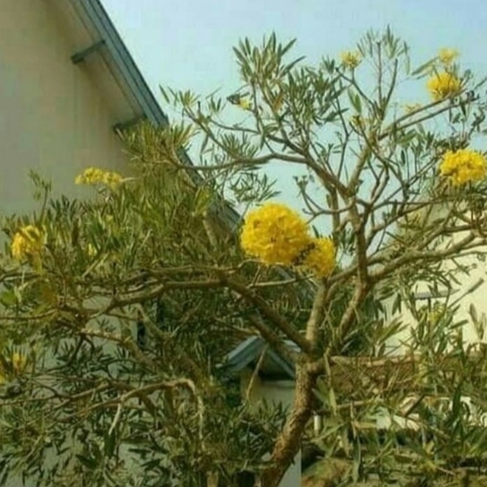 Jual Pohon Tabebuya Bunga Kuning 2 Meter | Shopee Indonesia