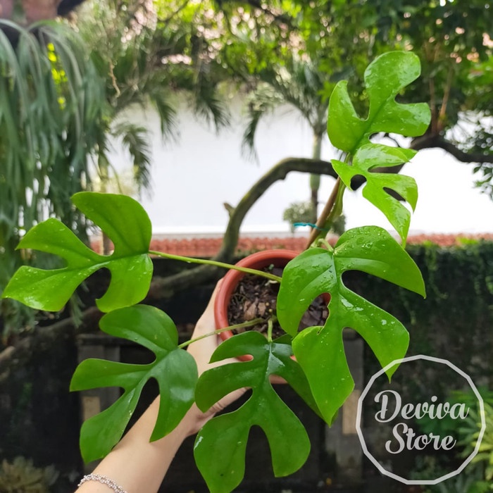 Jual TANAMAN HIAS MONSTERA MINI RAPHIDOPHORA TETRASPREMA RIMBUN PLUS ...