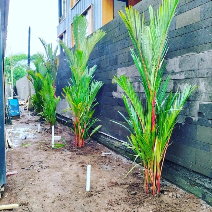 Jual [New] Tanaman Hias Palm Merah Tinggi 2 Meter Sampai 3 Meter / Palm ...