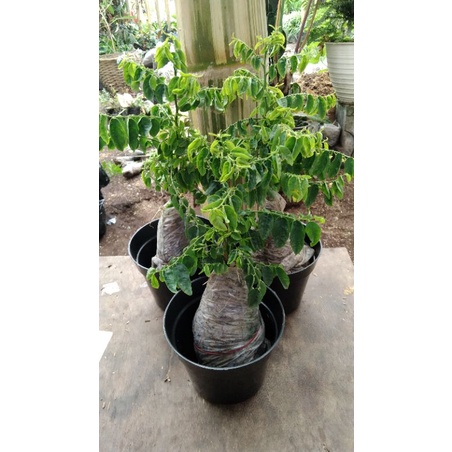 Jual PAKET 3 POHON KATUK / DAUN KATUK BANYAK MANFAAT | Shopee Indonesia
