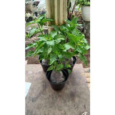 Jual PAKET 3 POHON CABE RAWIT DOMBA / CABAI RAWIT DOMBA / CENGEK DOMBA ...