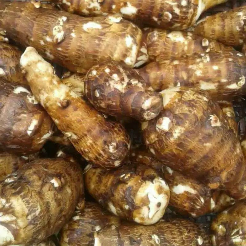 Jual Umbi Talas Mbote (1000 Gram) | Shopee Indonesia