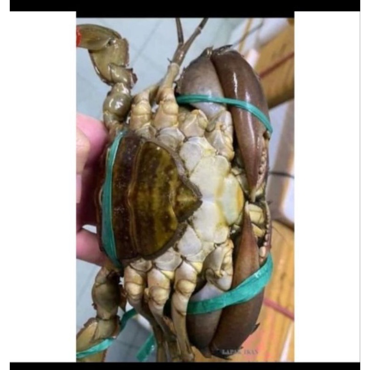 Jual KEPITING SIZE JUMBO HIDUP 1KG (2/3 ekor) | Shopee Indonesia