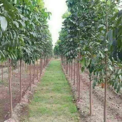 Jual Bibit Benih Mahoni (5 Gram) | Shopee Indonesia