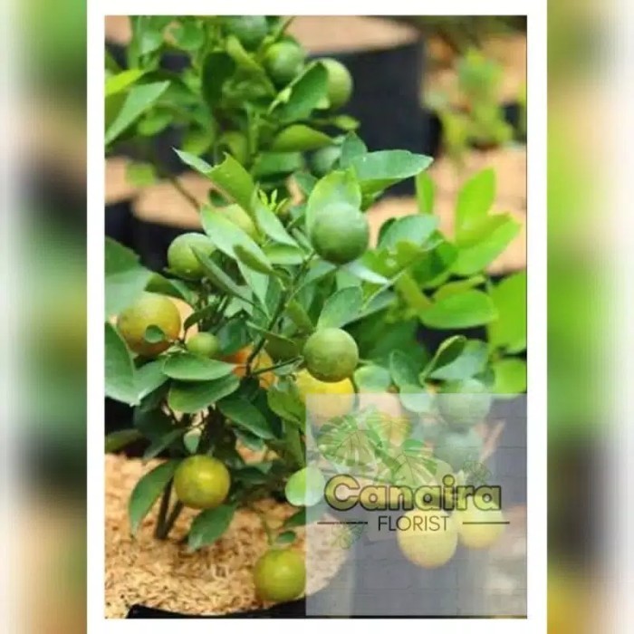 Jual Bibit Tanaman Buah Jeruk Sambal (Limau) VALID | Shopee Indonesia
