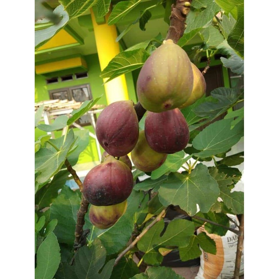 Jual Tanaman Buah Tin Merah TGF Jumbo Bibit Cangkok Asli Cepat Berbuah ...