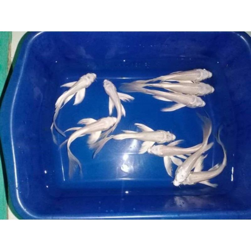 Jual PLATINUM SLAYER ISI 5 SIZE 6-7 CM | Shopee Indonesia