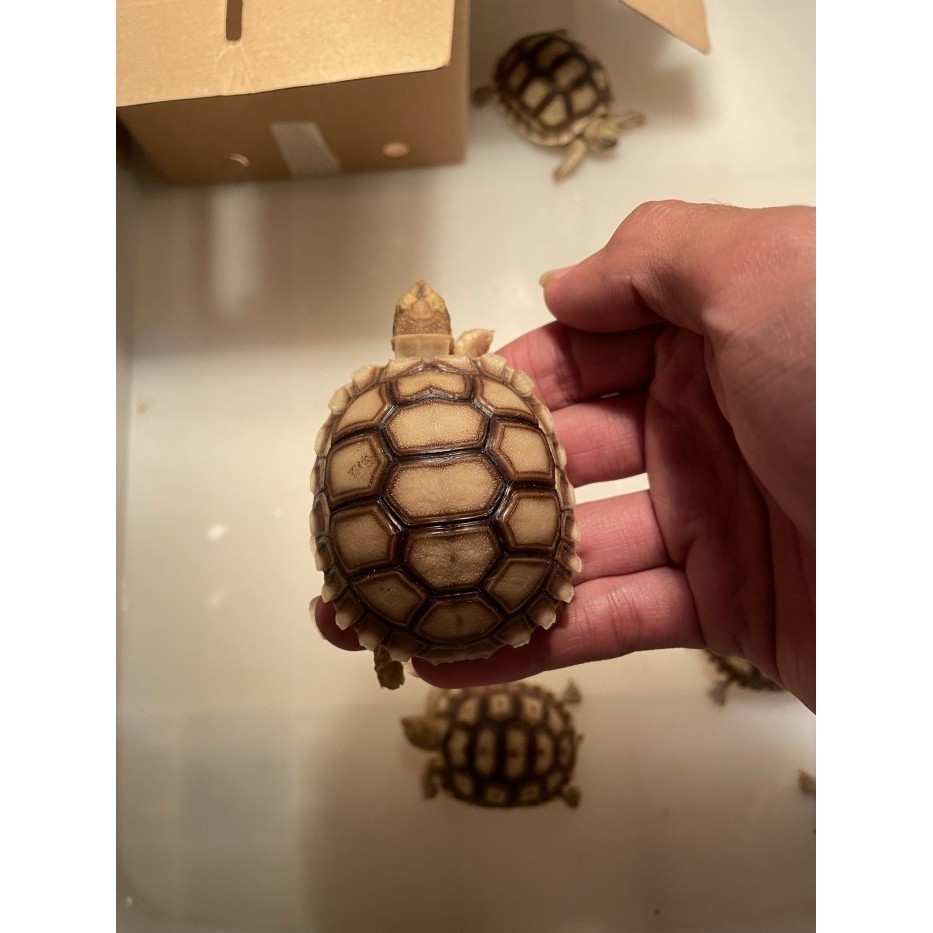 Jual Sulcata Captive Breed Indonesia Sulcata Cb Kura Kura Darat ...