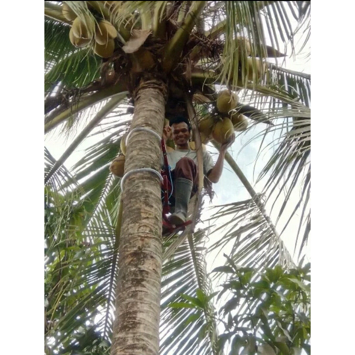 Jual Terlaris Alat Panjat Pohon Kelapa Durian Pinus Jabon Tiang Listrik ...
