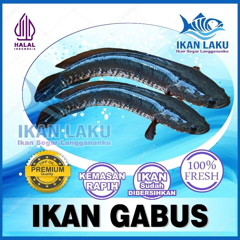 Jual IKAN GABUS PREMIM FRESH TERMURAH BERGARANSI IKAN LAKU IKAN SEGAR ...